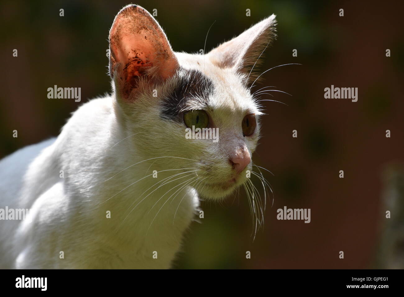 Indian Domestic Cat Stock Photo - Alamy