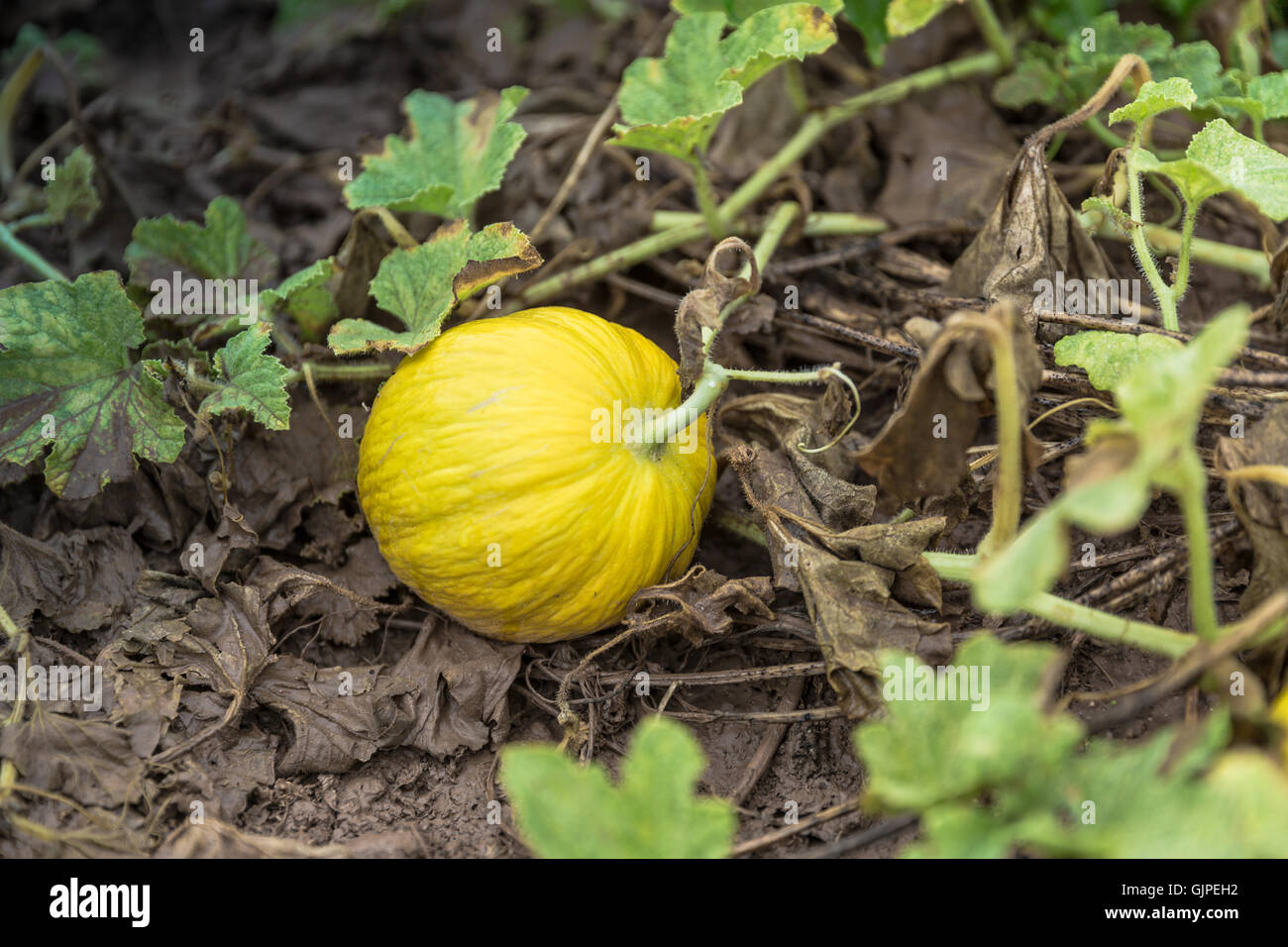 Yellow ripe melon on a plantation Stock Photo - Alamy