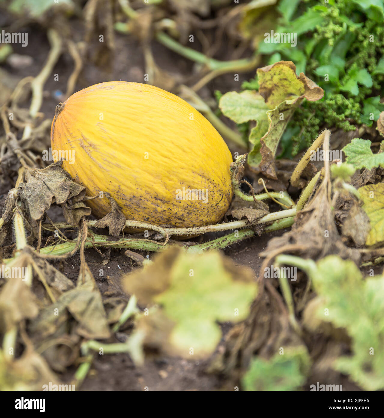 Yellow ripe melon on a plantation Stock Photo - Alamy