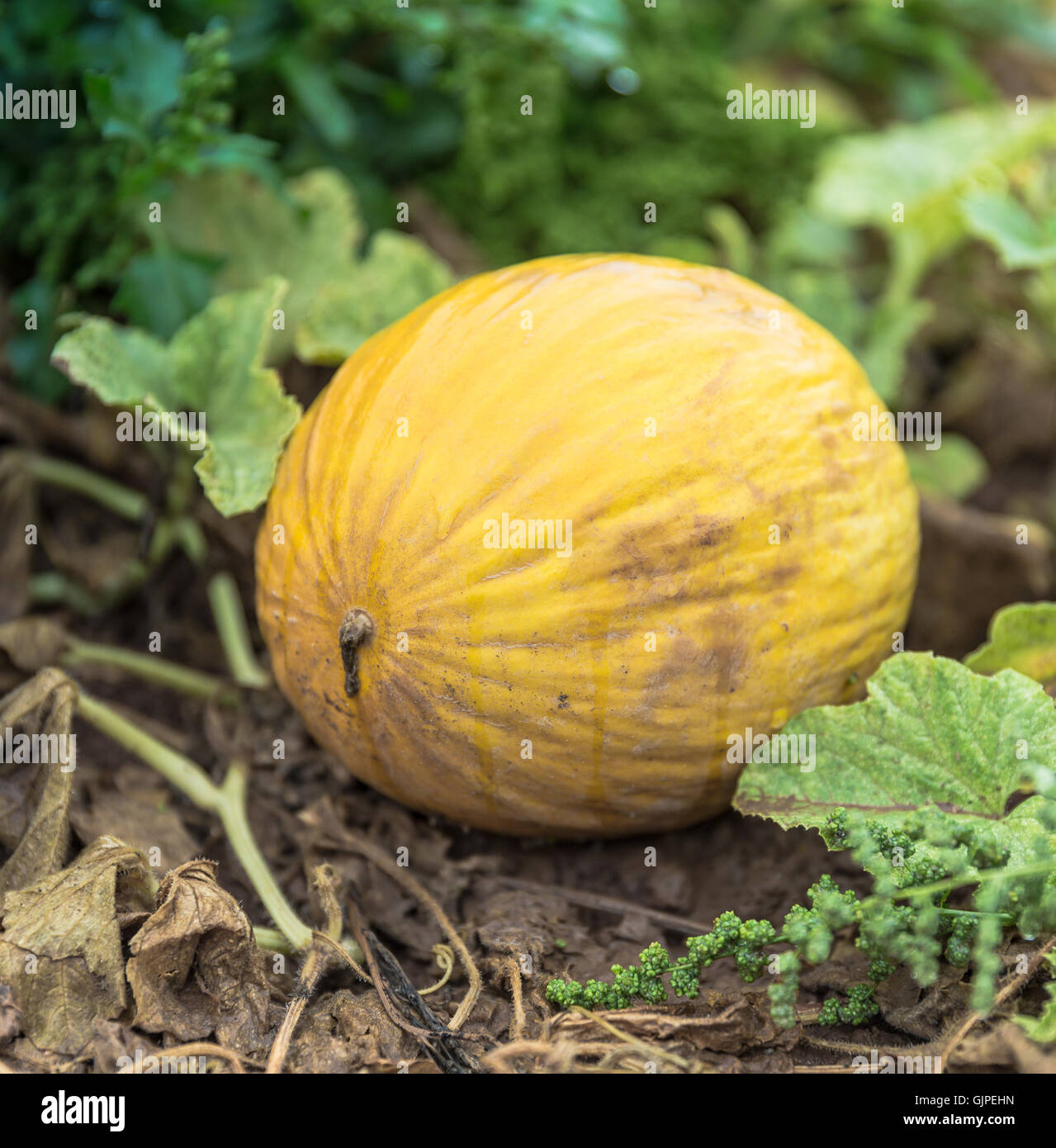 Yellow ripe melon on a plantation Stock Photo - Alamy