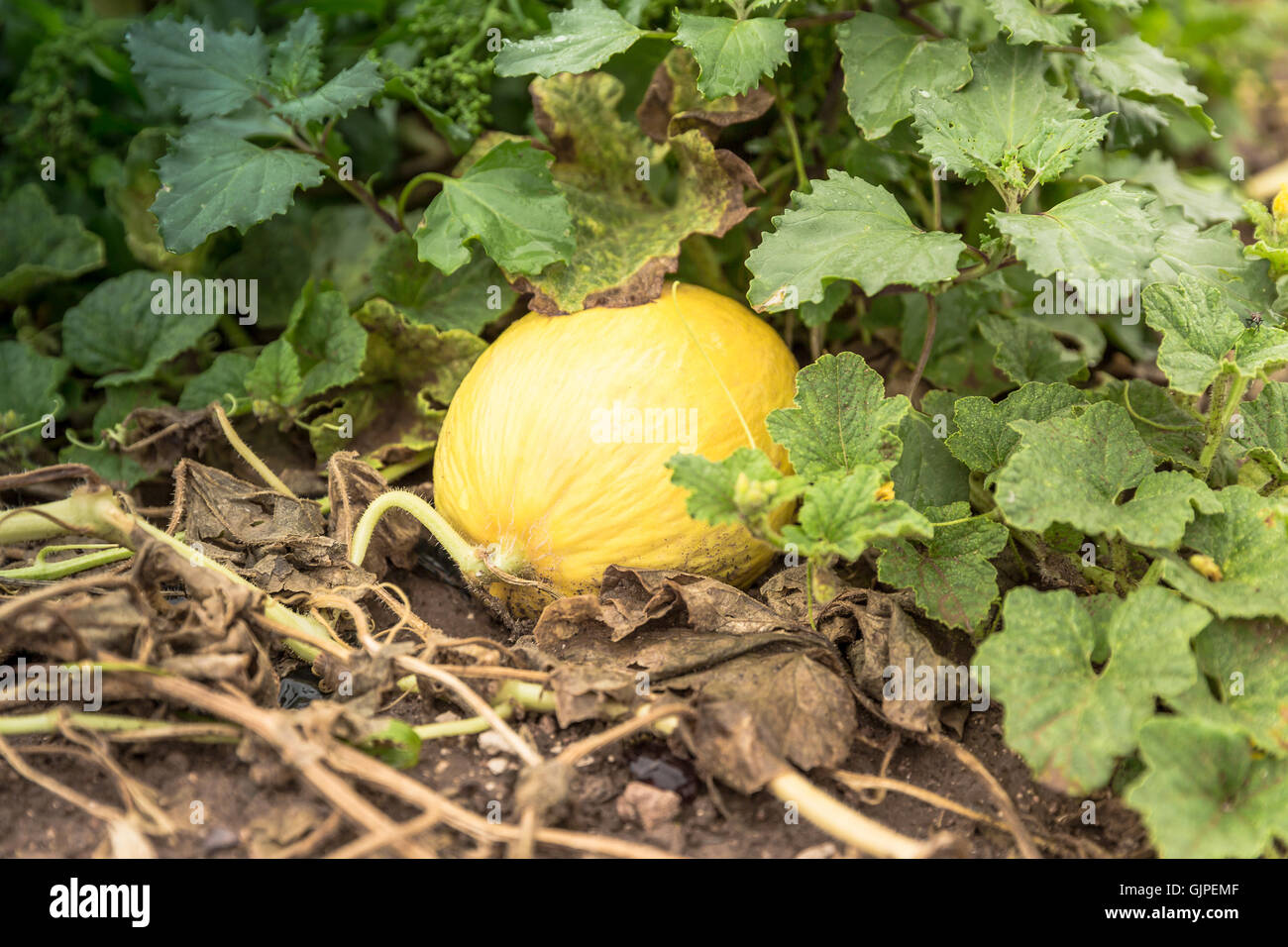 Yellow ripe melon on a plantation Stock Photo - Alamy