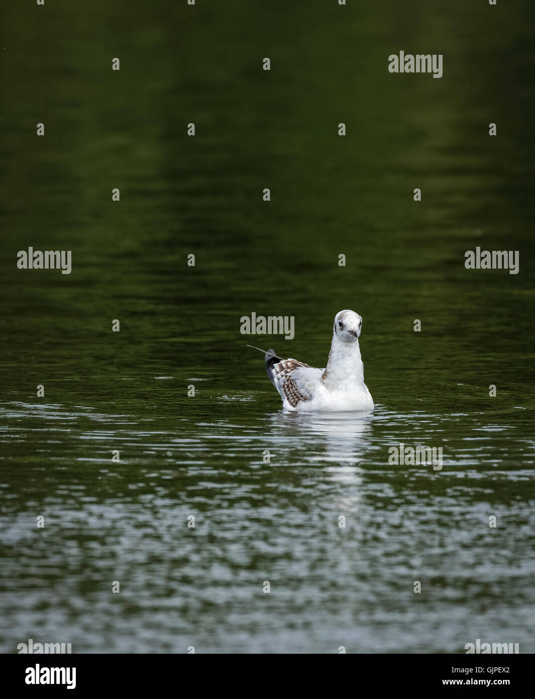 Isolated white gull swimming on the water of a lake in a park Stock ...