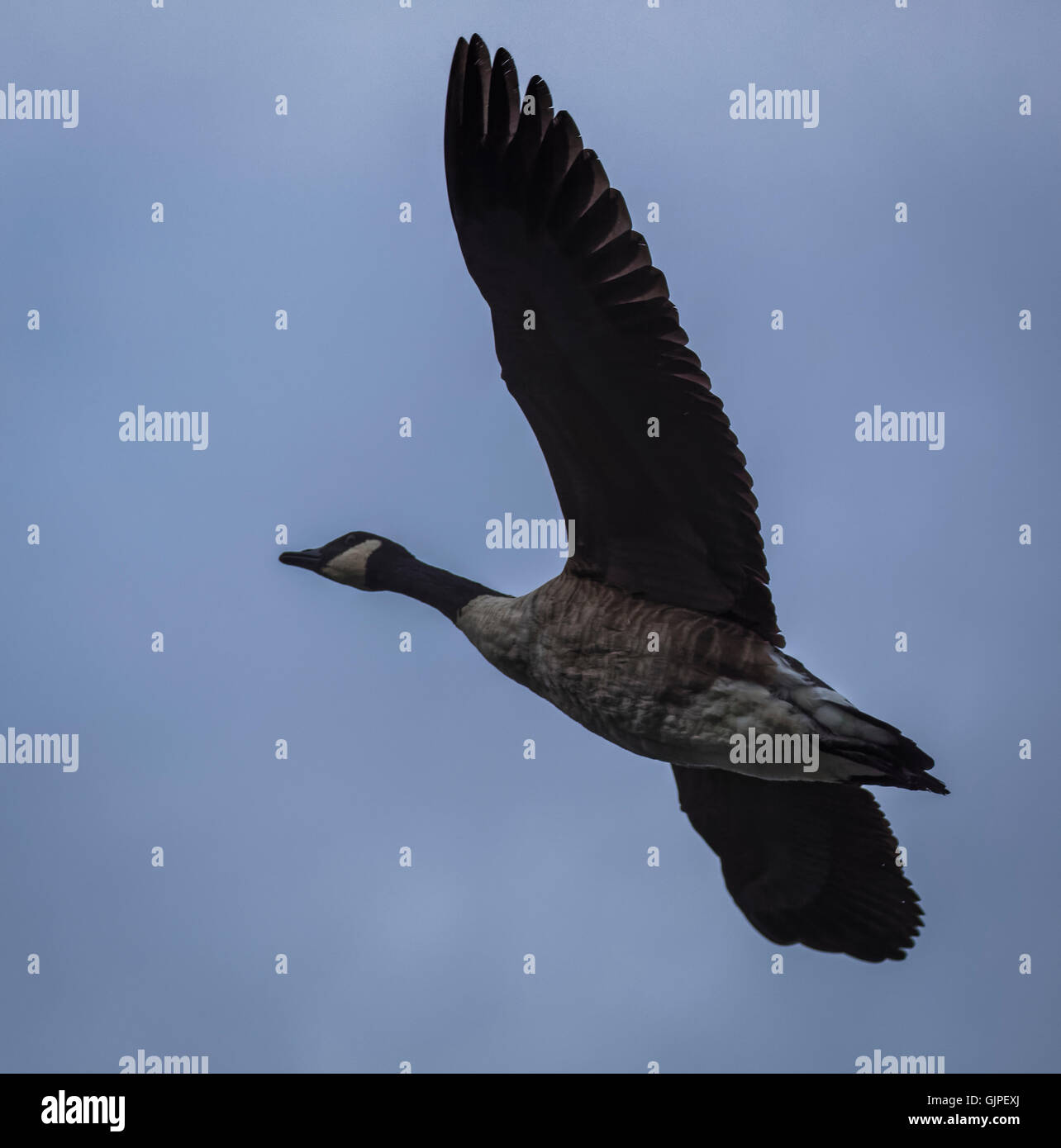 Isolated Canada Goose in flight in the sky with wings wide open and ...