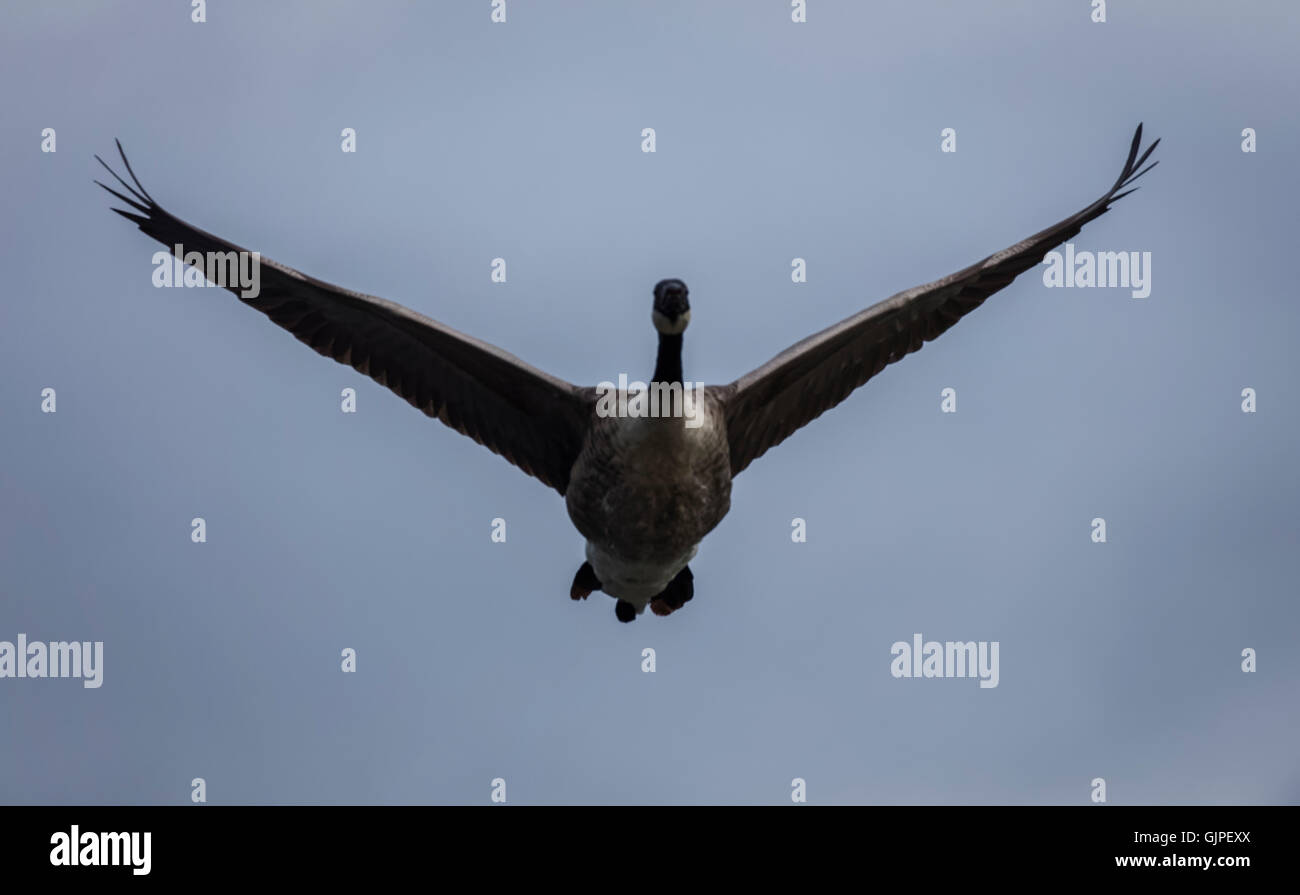 Canada goose in flight lfying straight ahead with plain sky background ...