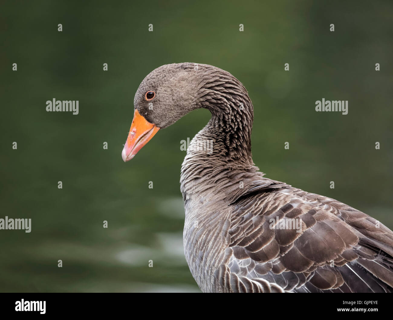 Grey lag goose looking to the left with its head slightly down ...