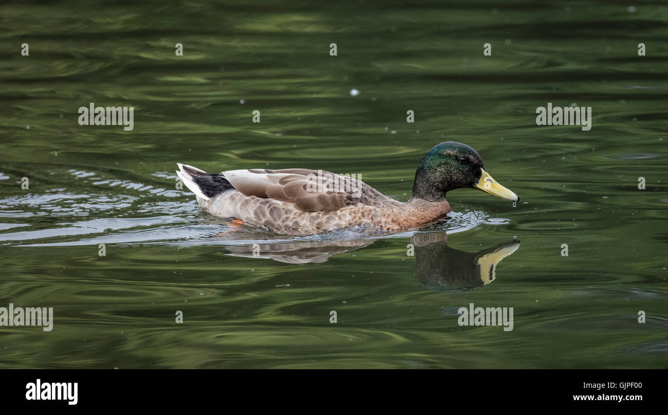 young mallard duck swimming in the water making a wake behind it ...