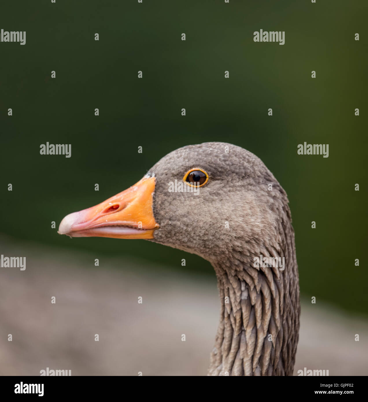 Grey lag goose portrait head shot looking to the left isolated with ...