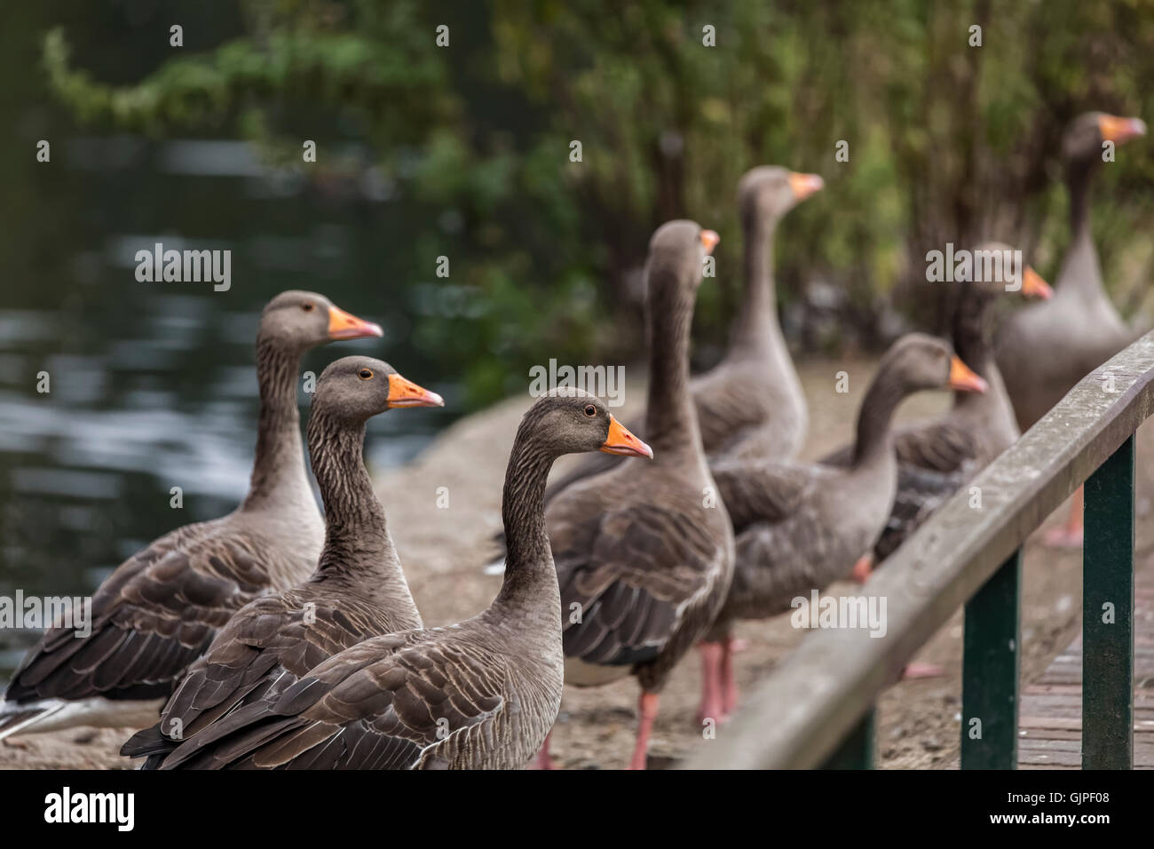 8 grey lag geese by the side of a lake. Some in focus and some out of ...