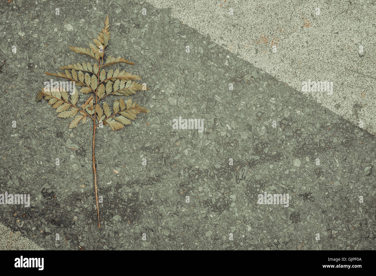 Branch drop on street vintage style Stock Photo - Alamy