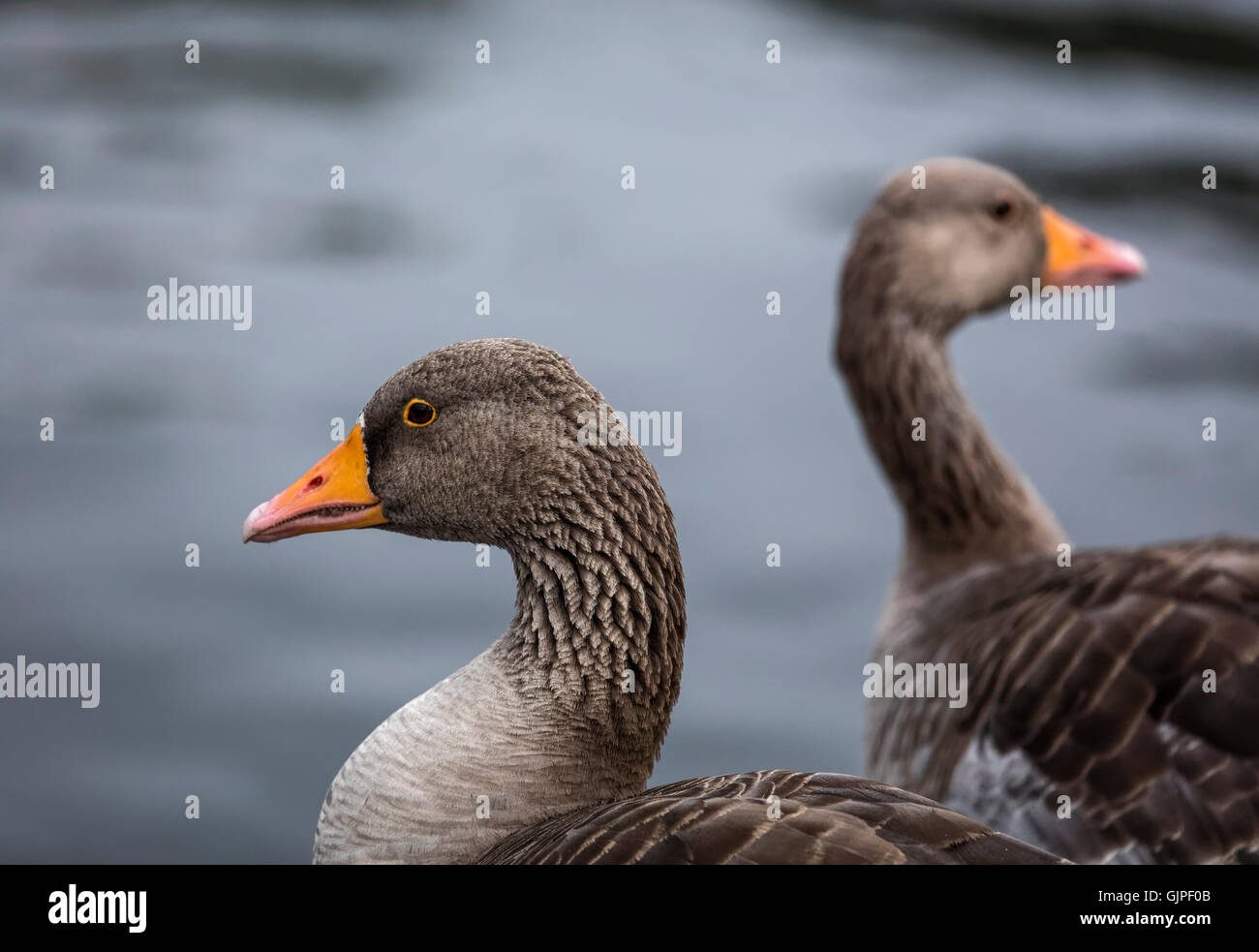 Pair of grey lag geese. One in focus looking to the left and one out of ...