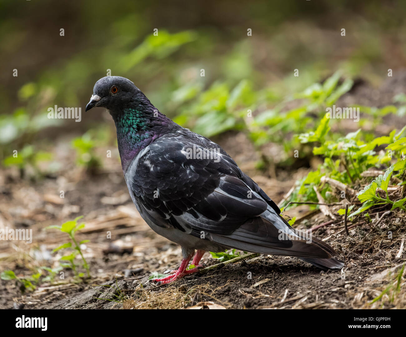 Pigeon standing on ground with greenery in a park with leaves out of ...