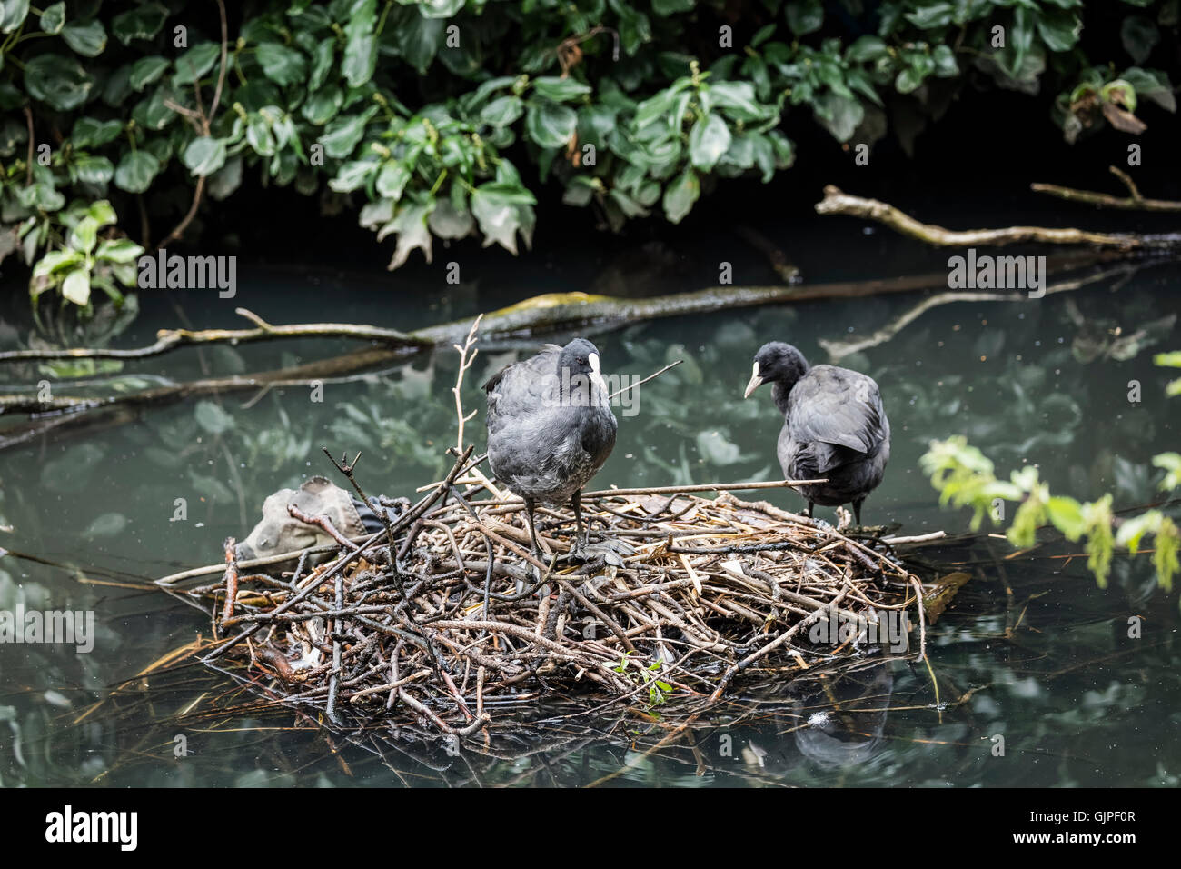 Coots on a nest of twigs on a pond in a park Stock Photo - Alamy