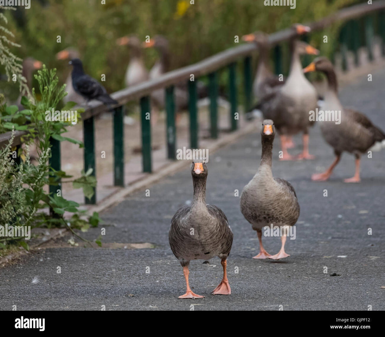 Grey lag geese walking on an asphalt path straight ahead. Out of focus ...