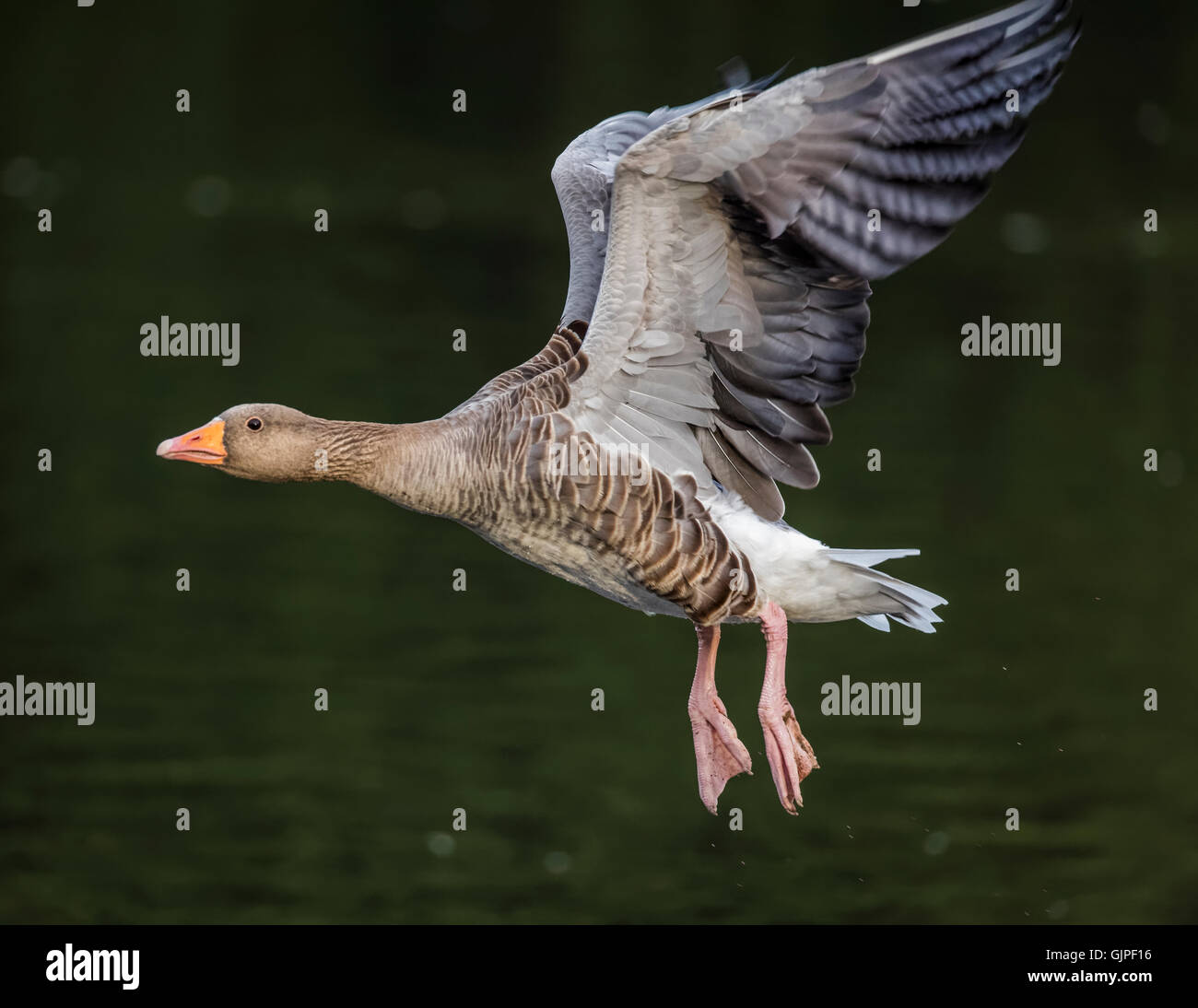 Grey lag goose in flight flying from right to left and about to land on ...
