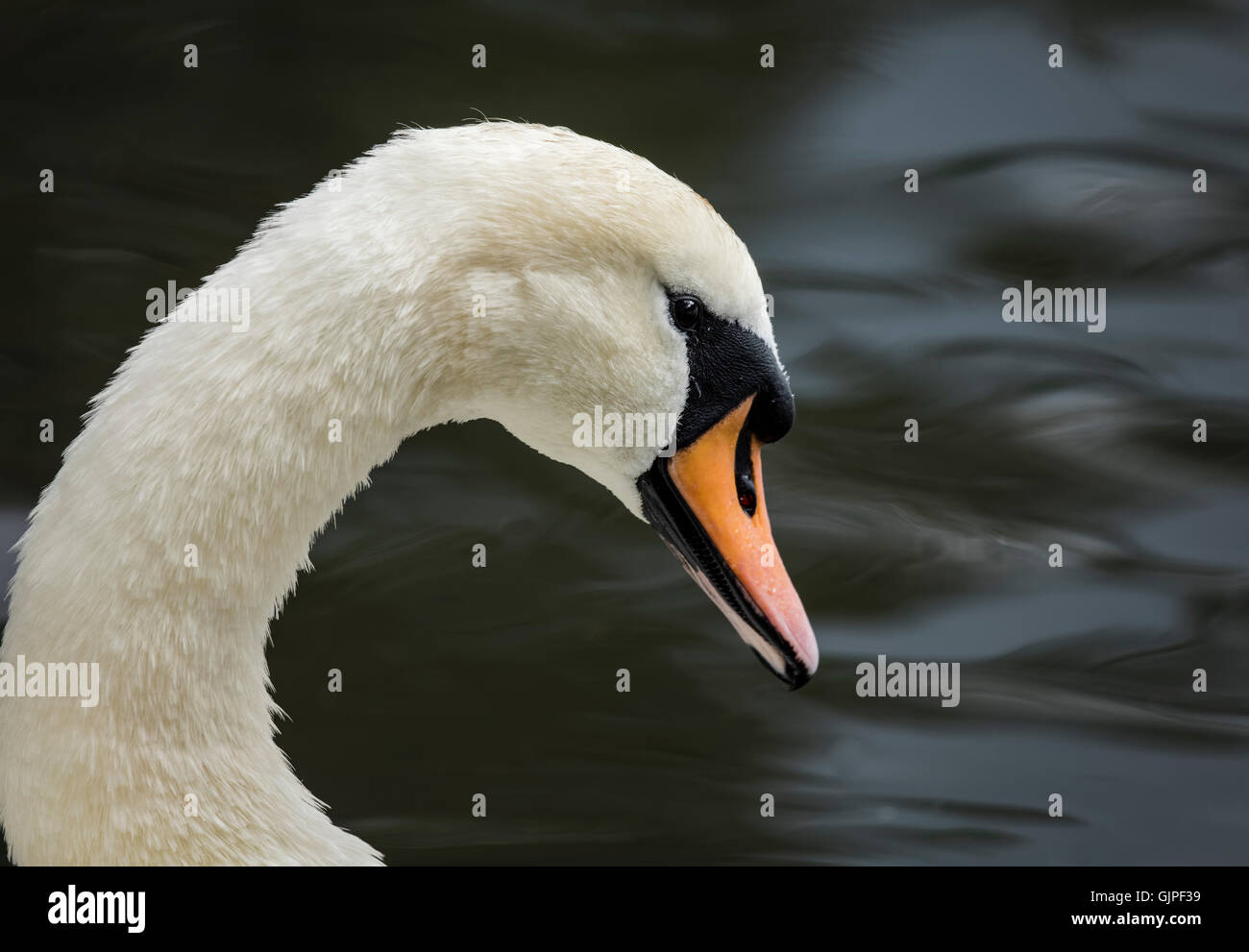 Adult swan head detail hi-res stock photography and images - Alamy