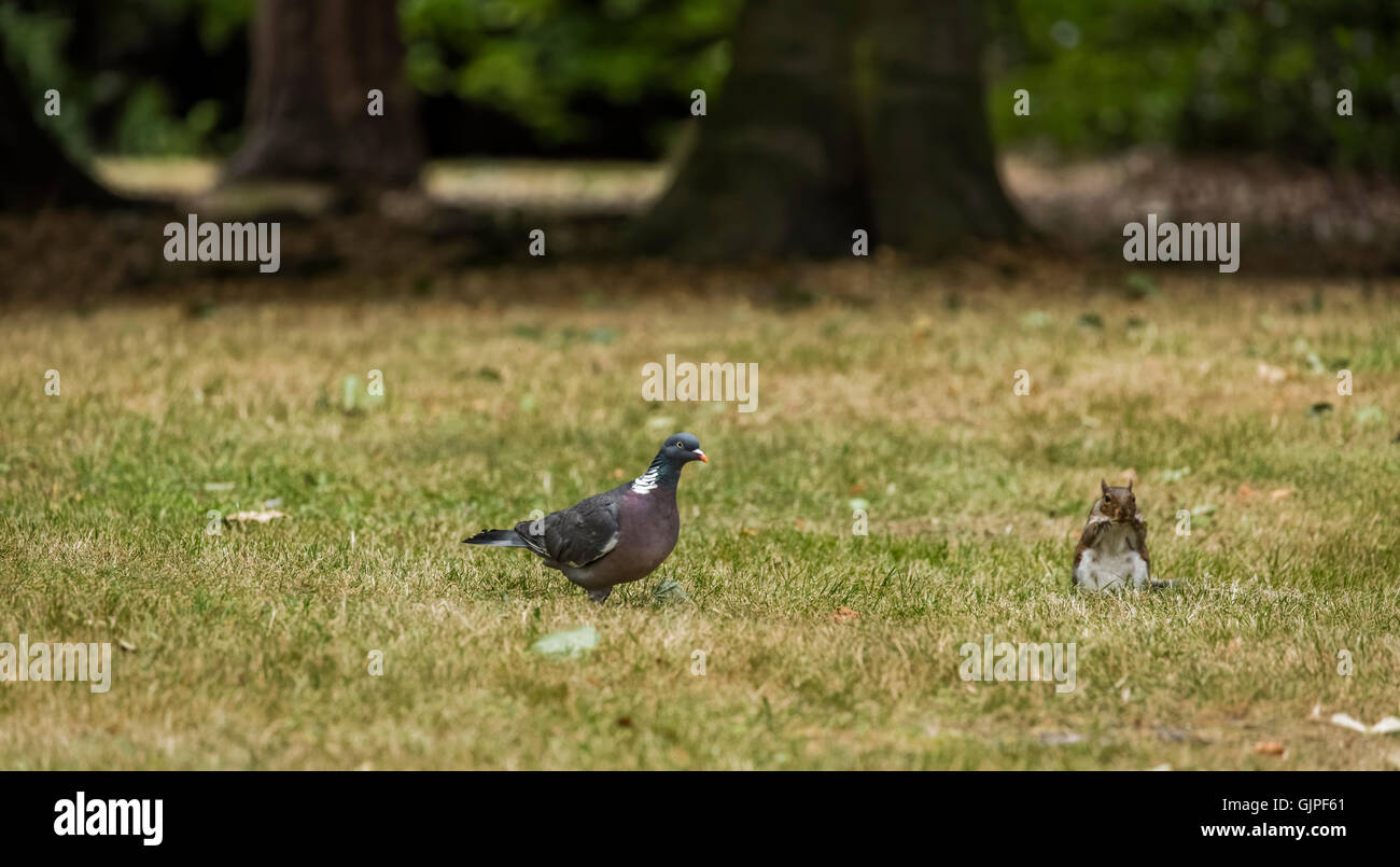 Wood pigeon and grey squirrel next to each other on the grass with out ...