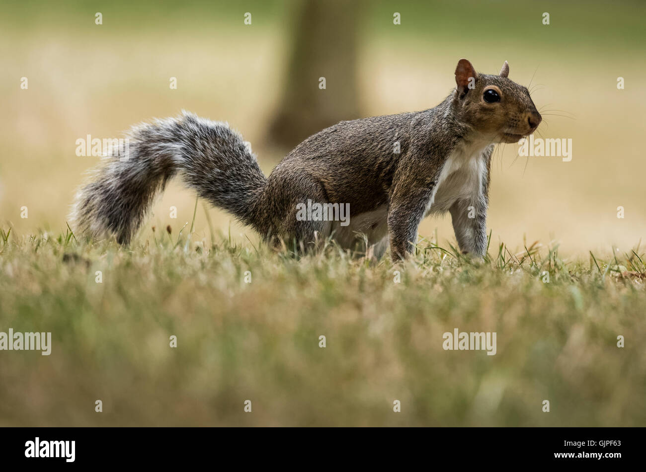 Grey squirrel side view on on the grass on the ground with tree out of ...
