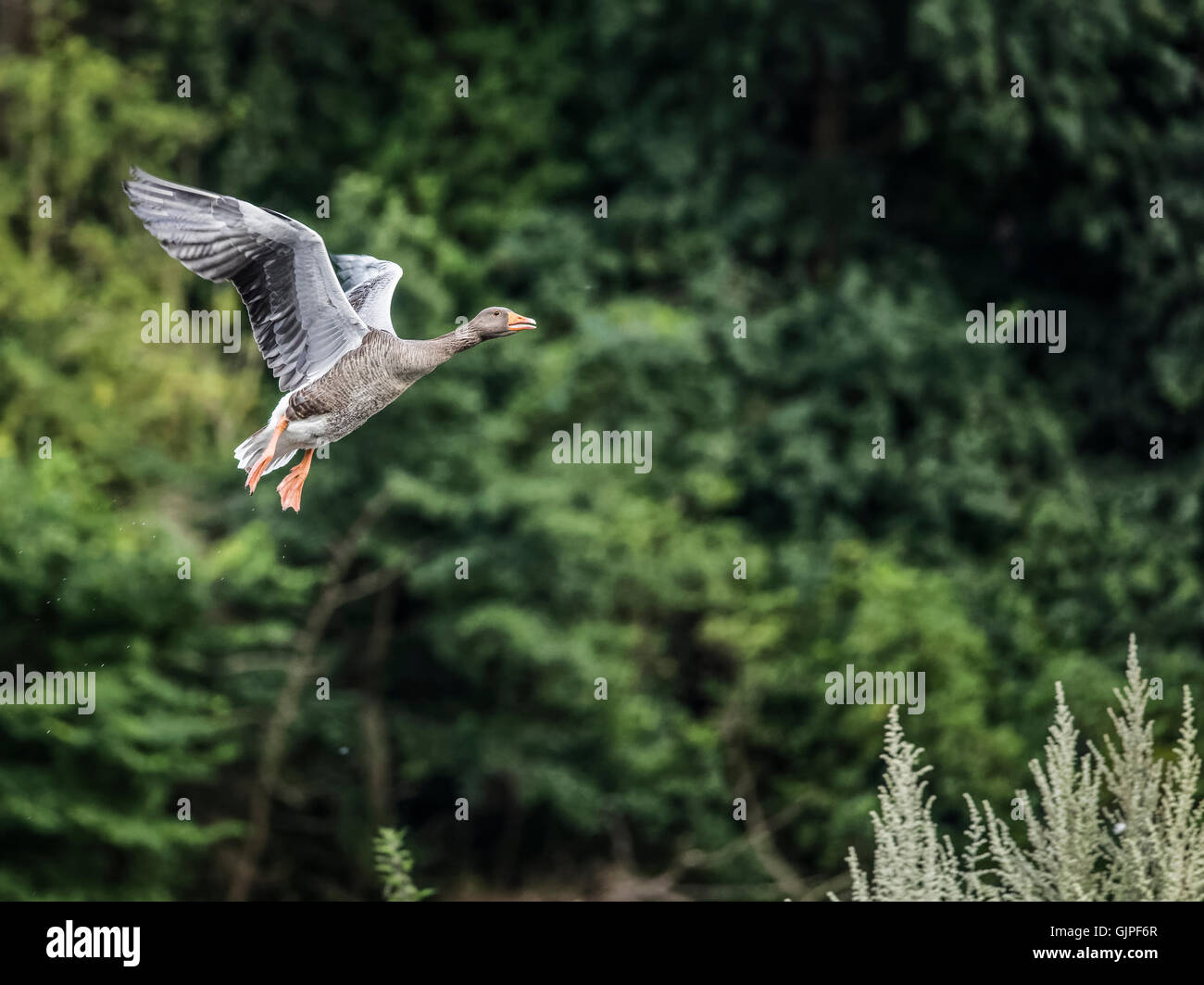 Grey goose in flight hi-res stock photography and images - Alamy