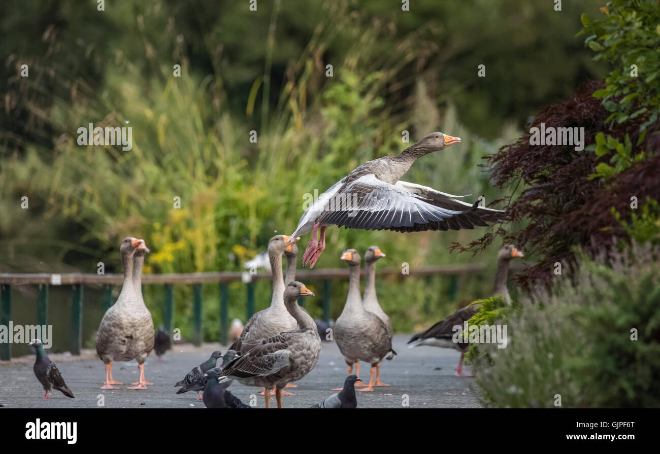 Grey goose in flight hi-res stock photography and images - Alamy