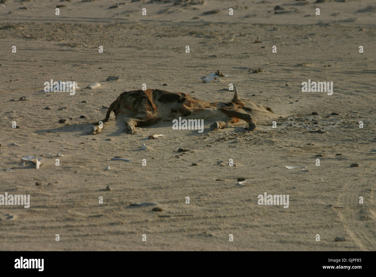 A dead cow in the desert covered in sand Stock Photo - Alamy