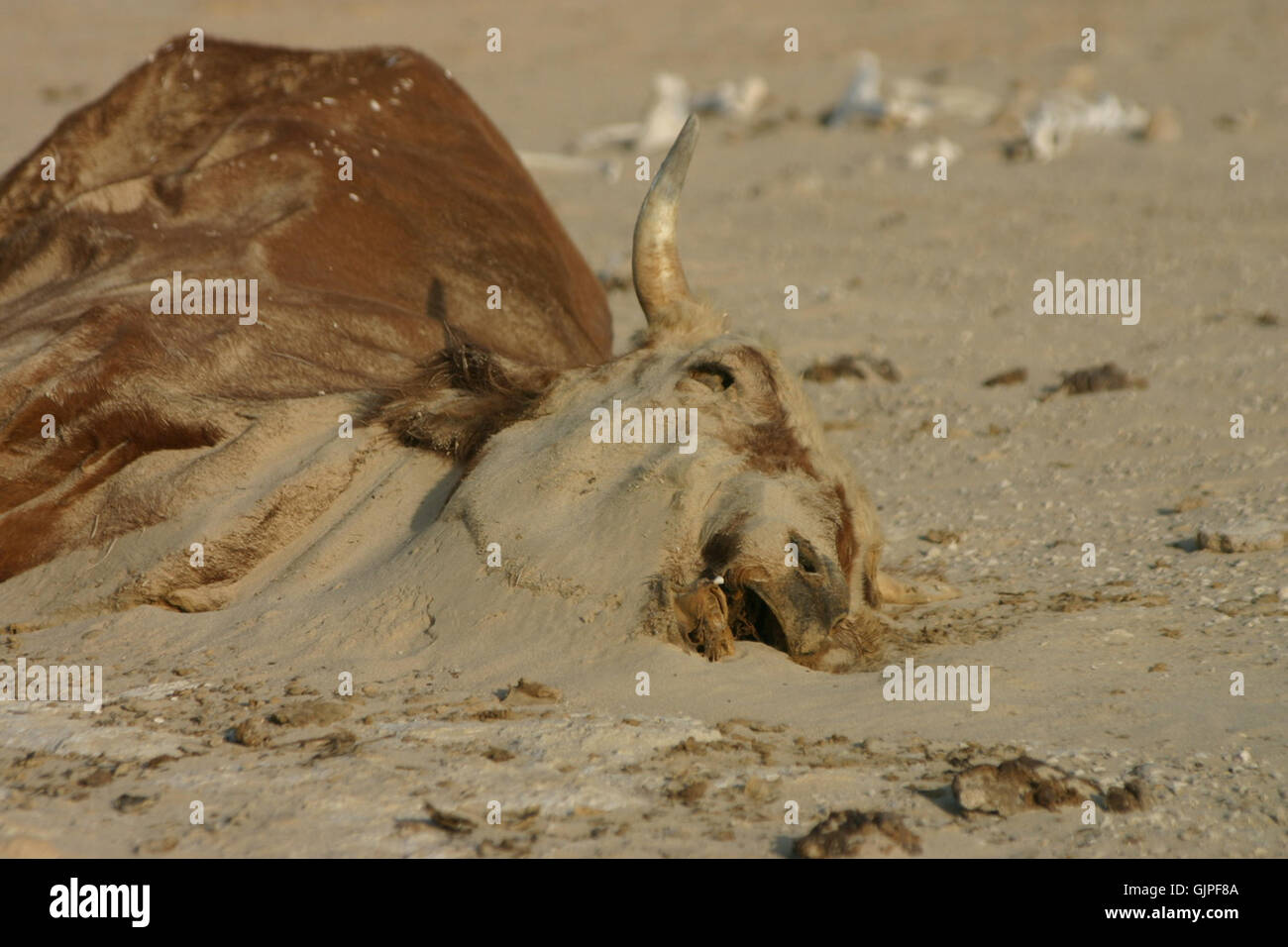 A dead cow in the desert covered in sand Stock Photo - Alamy