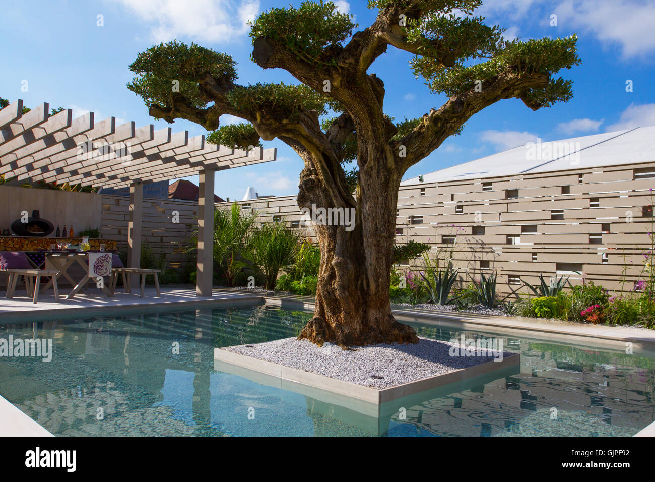 Swimming pool terrace and gnarled multi-stemmed large Olive Tree at ...