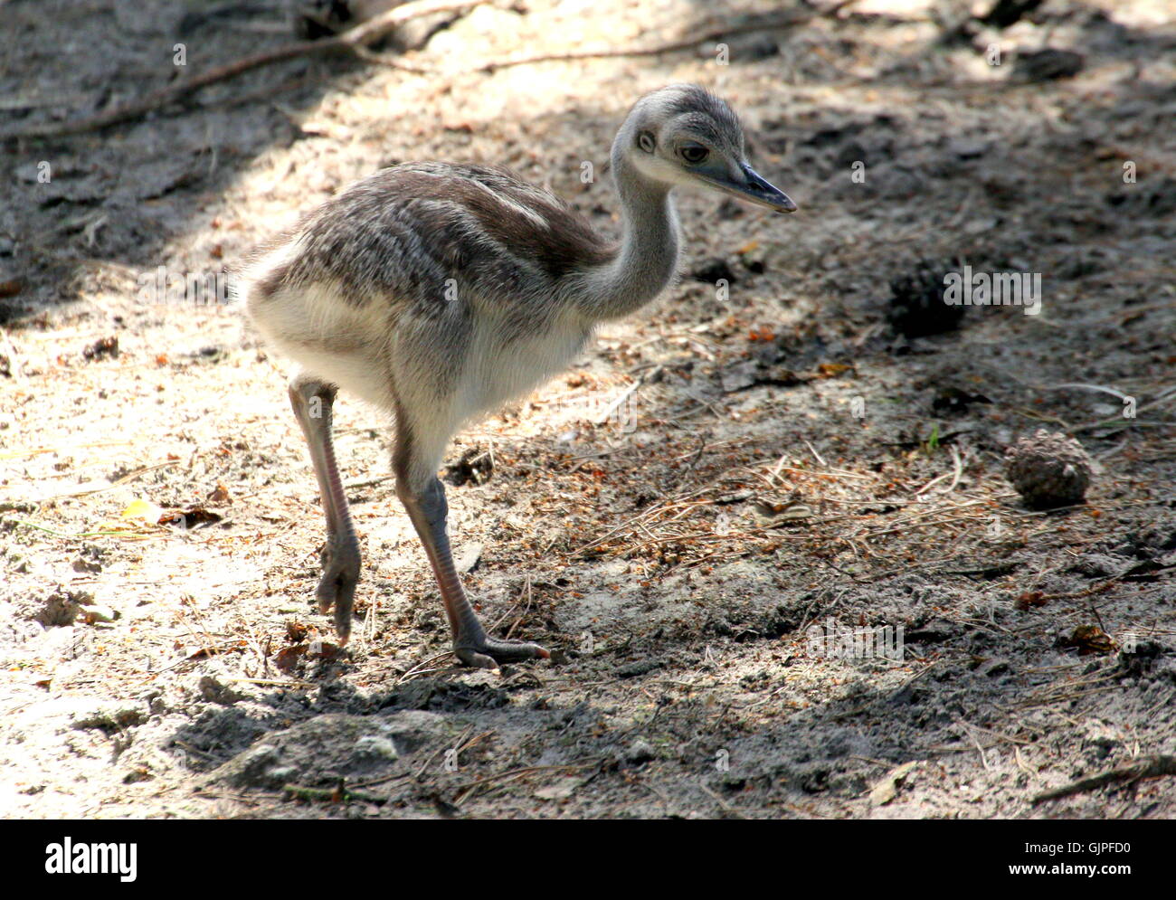 Juvenile South American Greater Rhea or Ñandú (Rhea americana ...
