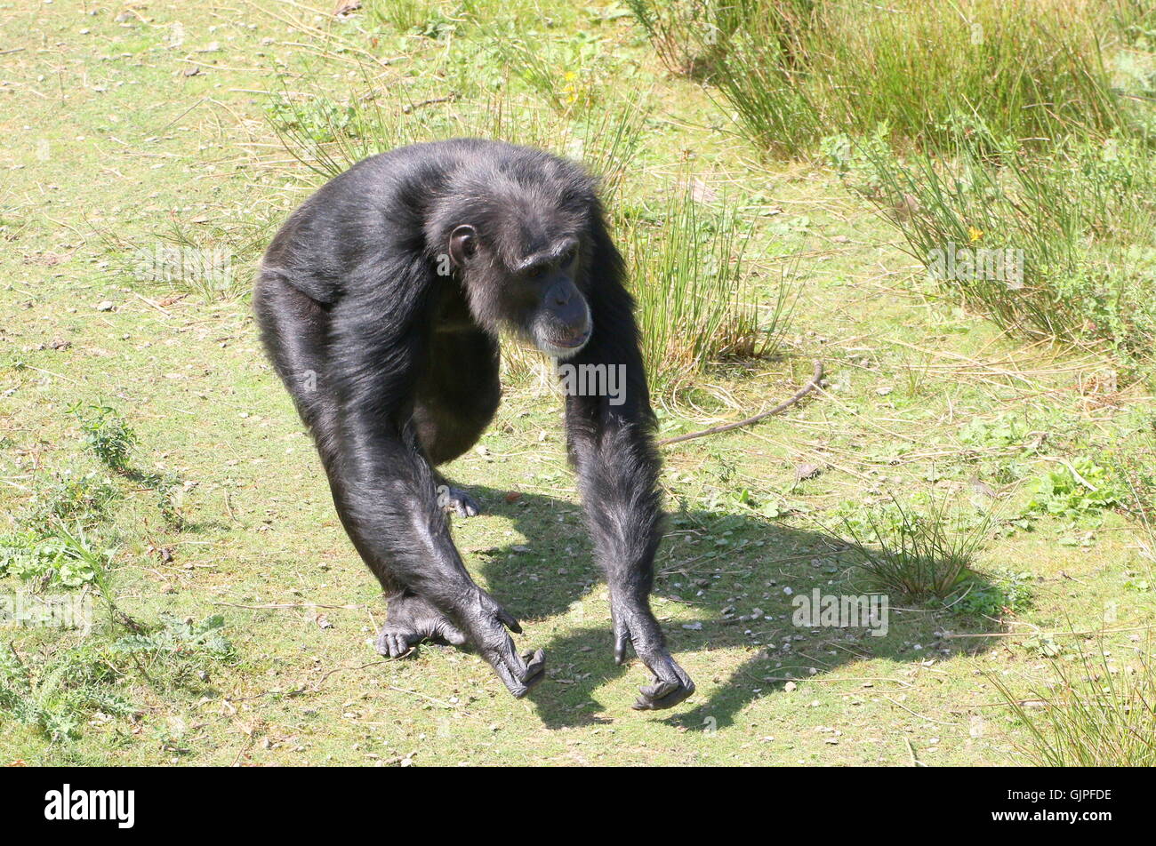 Chimpance comun hi-res stock photography and images - Alamy