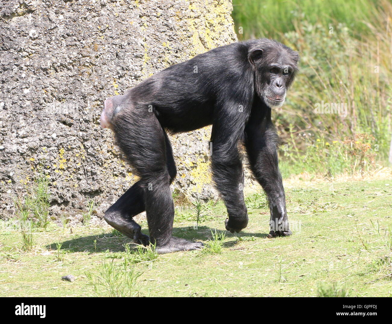 Mature male Common chimpanzee (Pan troglodytes Stock Photo - Alamy
