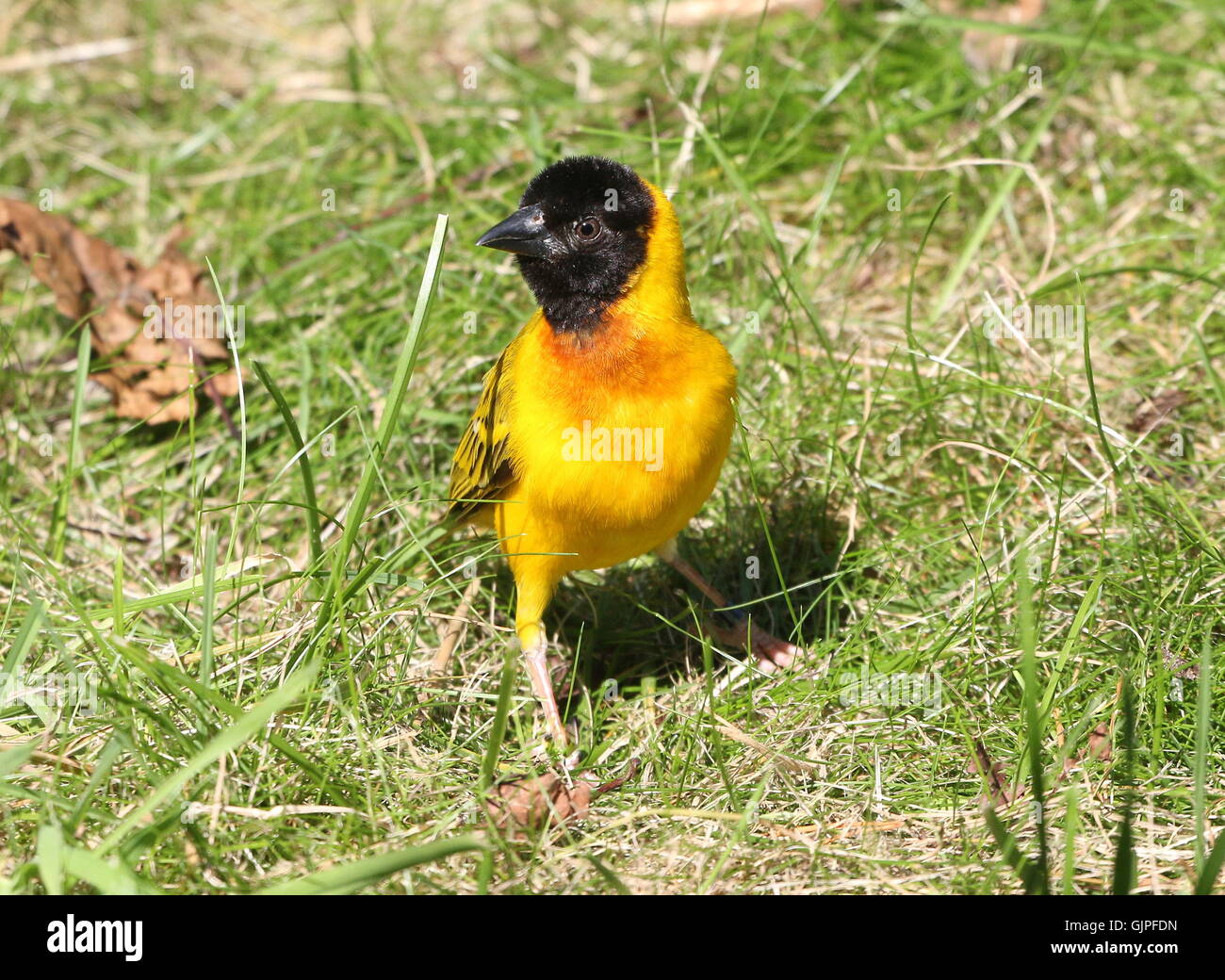 Male African Black-headed weaver bird (Ploceus melanocephalus) foraging ...