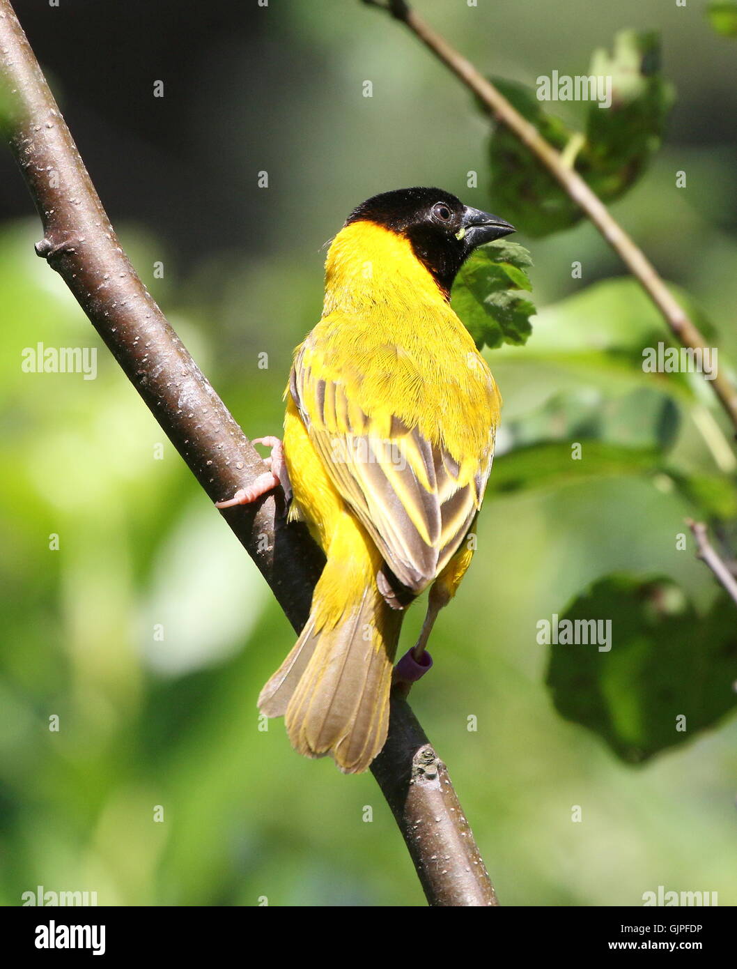 Male African Black-headed weaver bird (Ploceus melanocephalus), also ...
