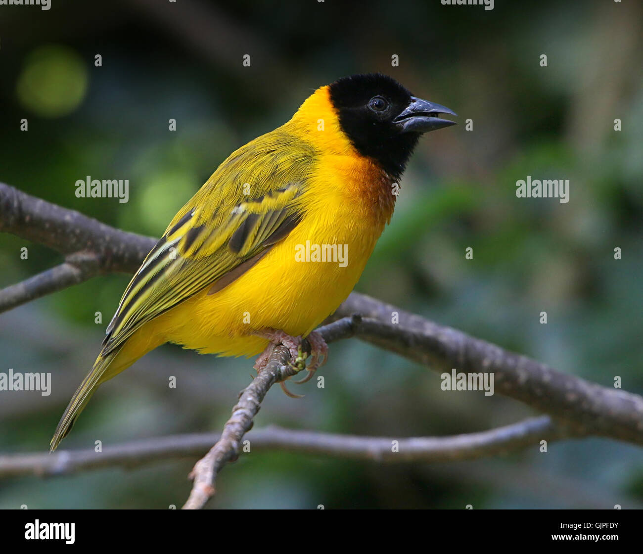 Yellow backed weavers hi-res stock photography and images - Alamy