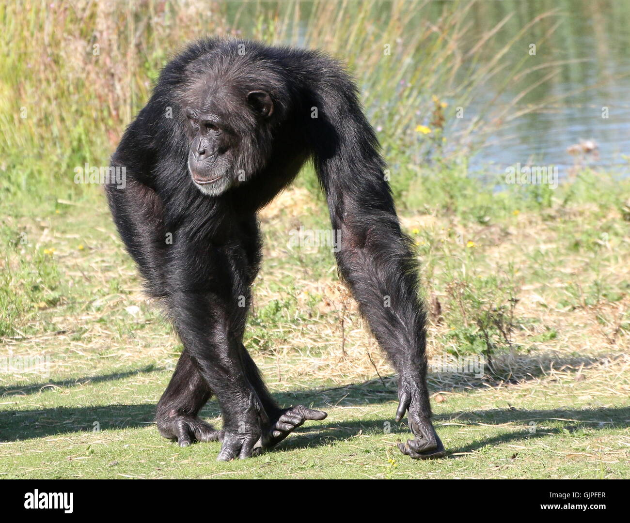 Chimp arms hi-res stock photography and images - Alamy