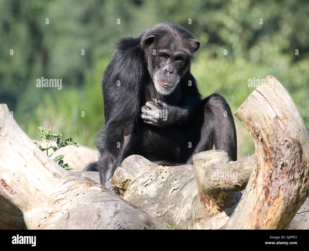 Chimp hand hi-res stock photography and images - Alamy