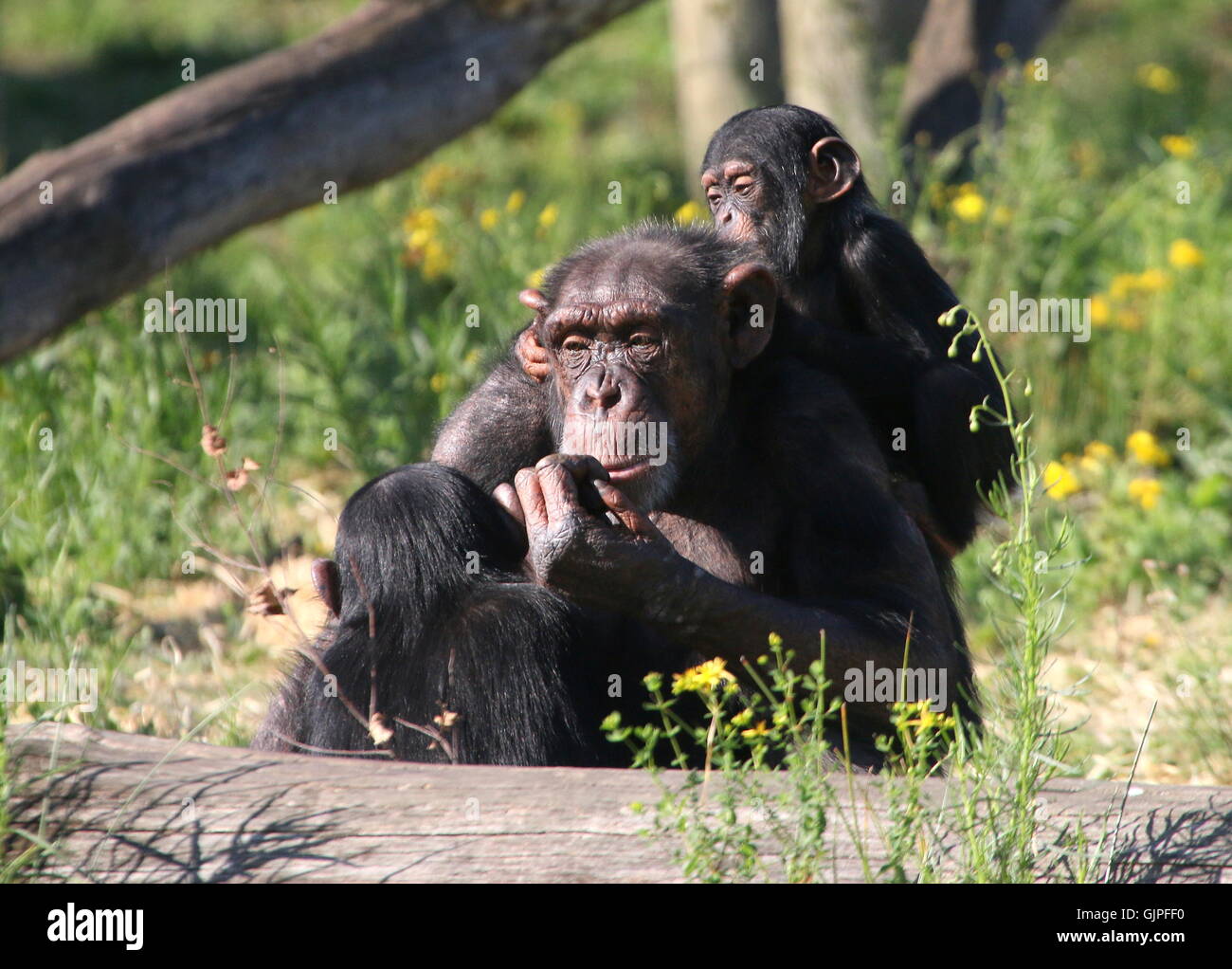 Female Common chimpanzee (Pan troglodytes) with a youngster on her back ...