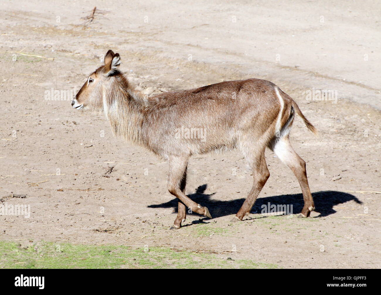 Walking female African Ellipsen waterbuck (Kobus ellipsiprymnus ...