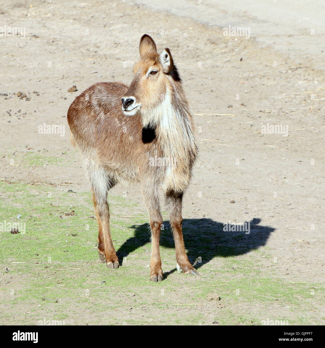 Female African Ellipsen waterbuck (Kobus ellipsiprymnus ellipsiprymnus ...