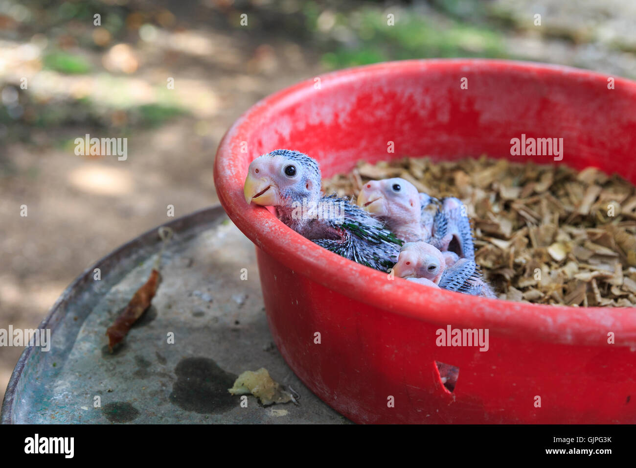 Baby parrot hi-res stock photography and images - Alamy