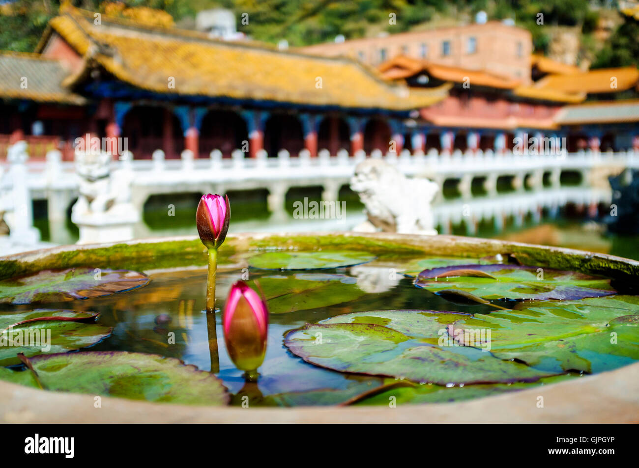 Lotus flowers at Yuantong Temple, Kunming, Yunnan, China Stock Photo ...