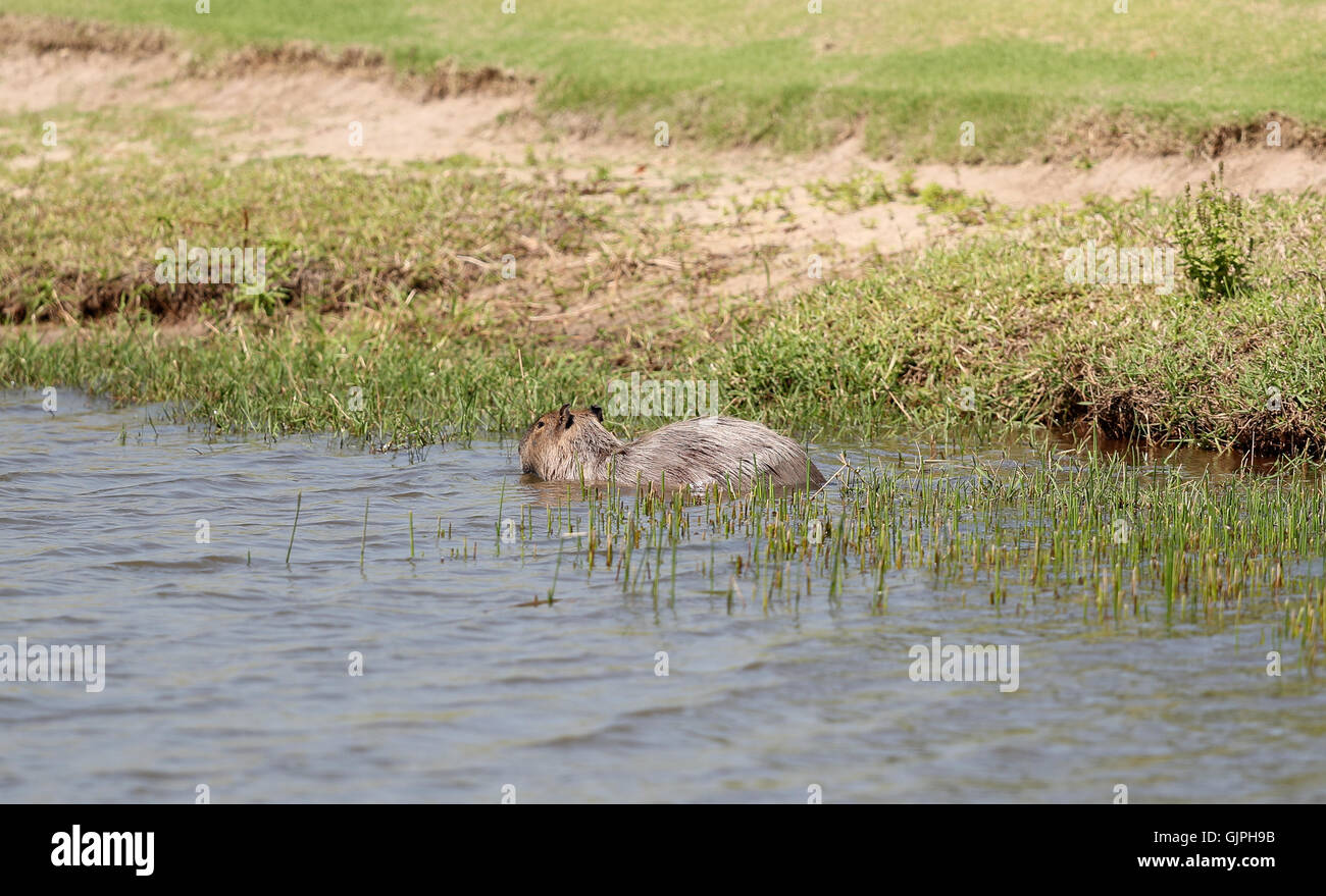 A Capybara on the course during the Women's Round 1 at the Olympic Golf ...