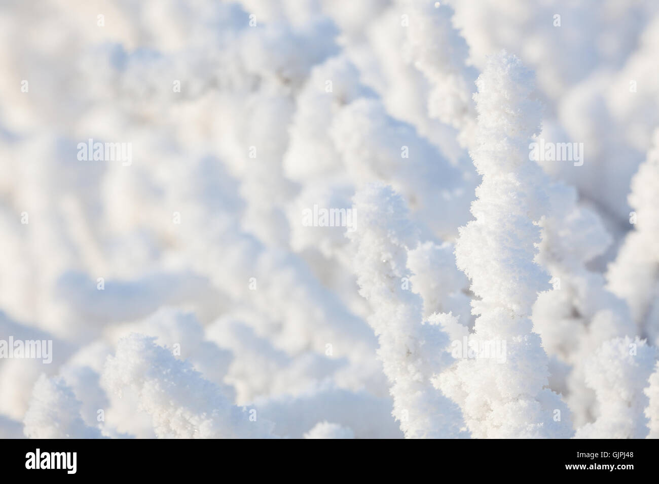 Closeup snow covered bush Stock Photo - Alamy