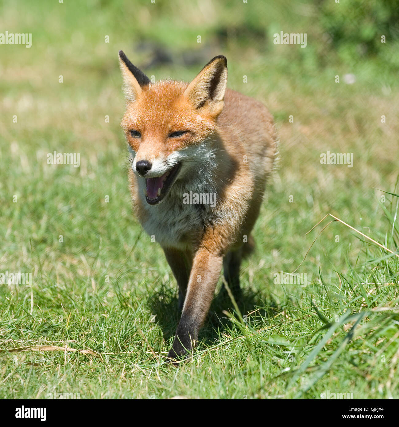 Red fox panting hi-res stock photography and images - Alamy