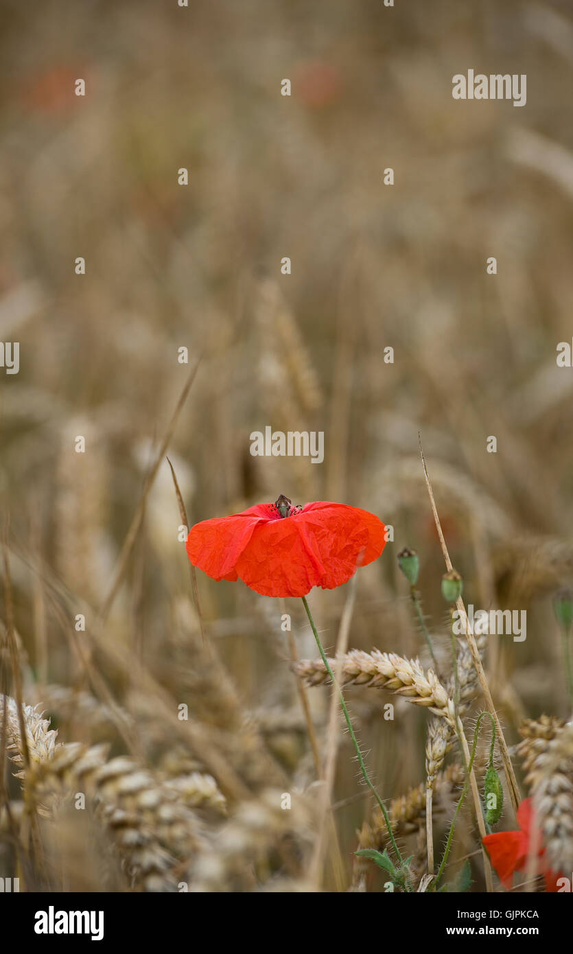 Poppy weed hi-res stock photography and images - Alamy