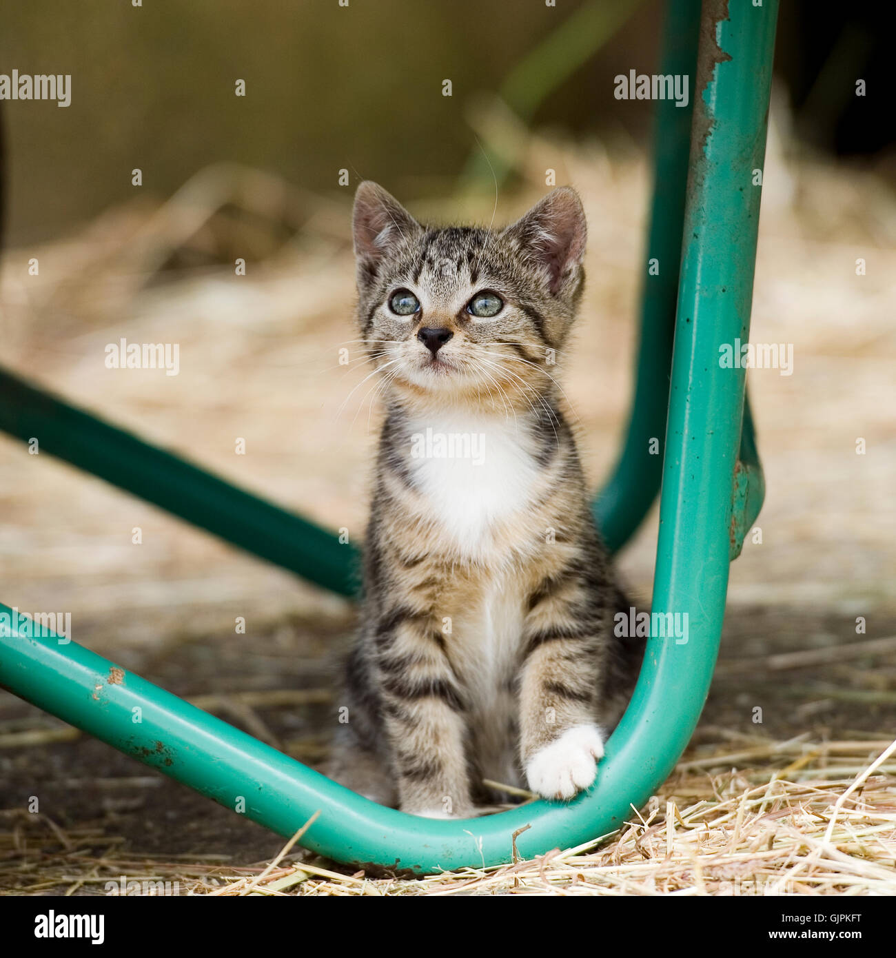 tabby kitten and wheelbarrow Stock Photo - Alamy