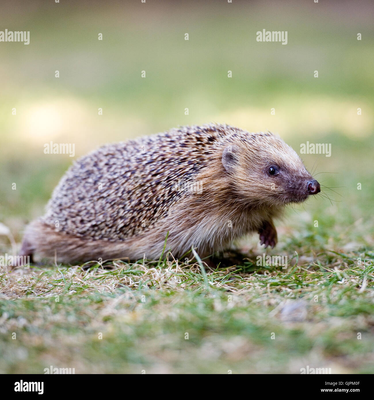 British hedgehog hi-res stock photography and images - Alamy
