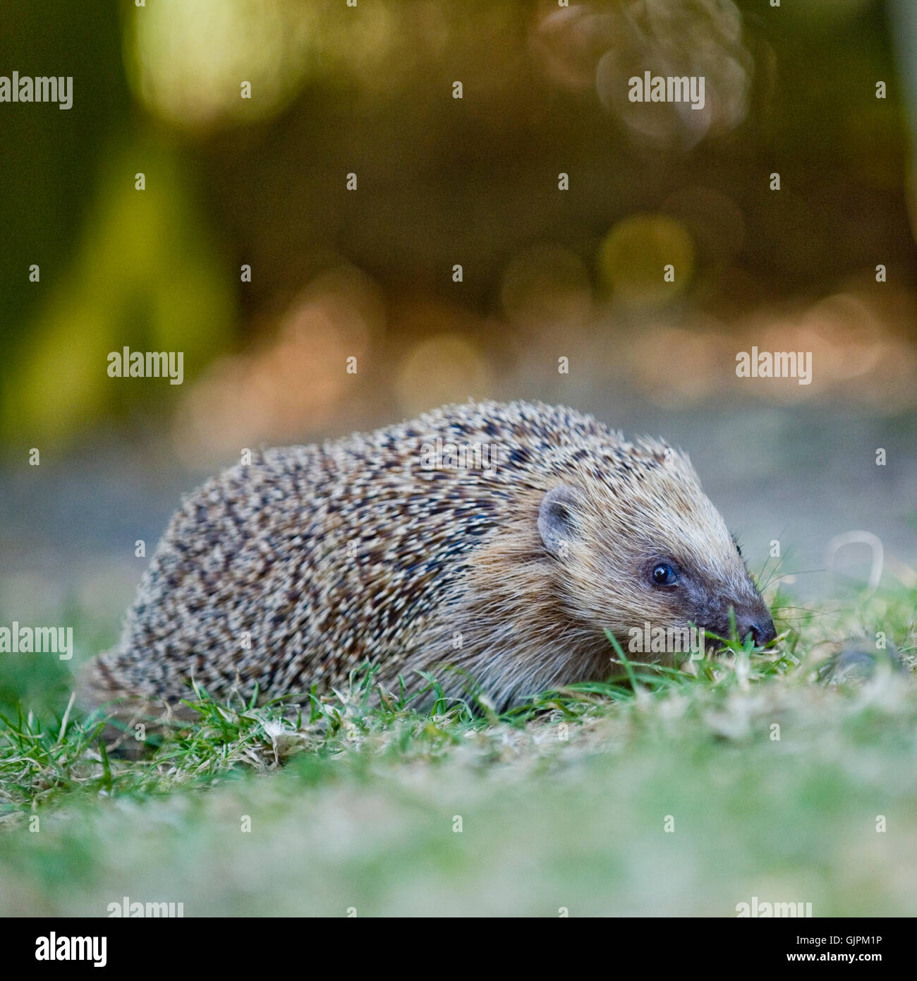 British hedgehog hi-res stock photography and images - Alamy