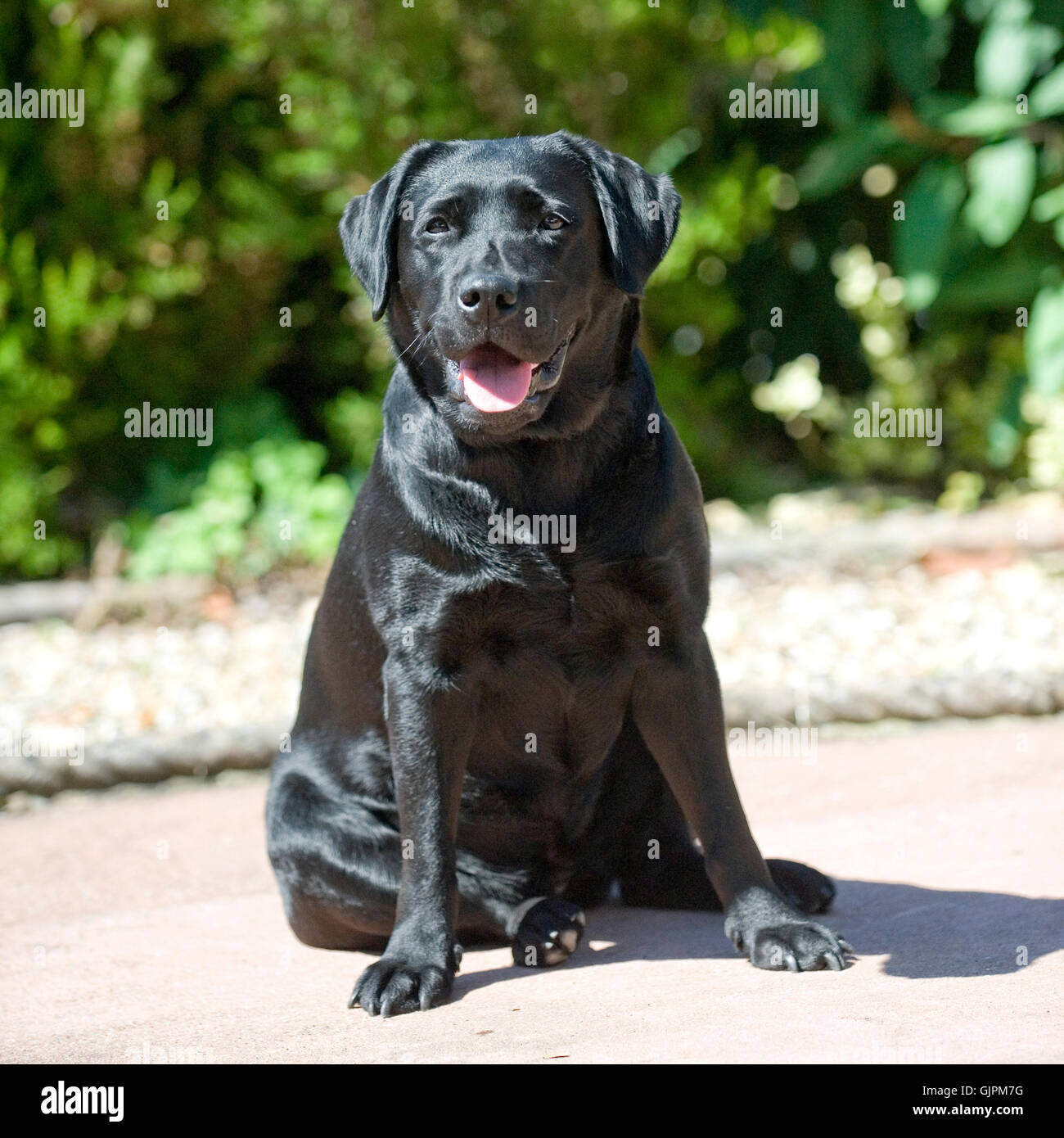 black labrador retriever sitting Stock Photo - Alamy