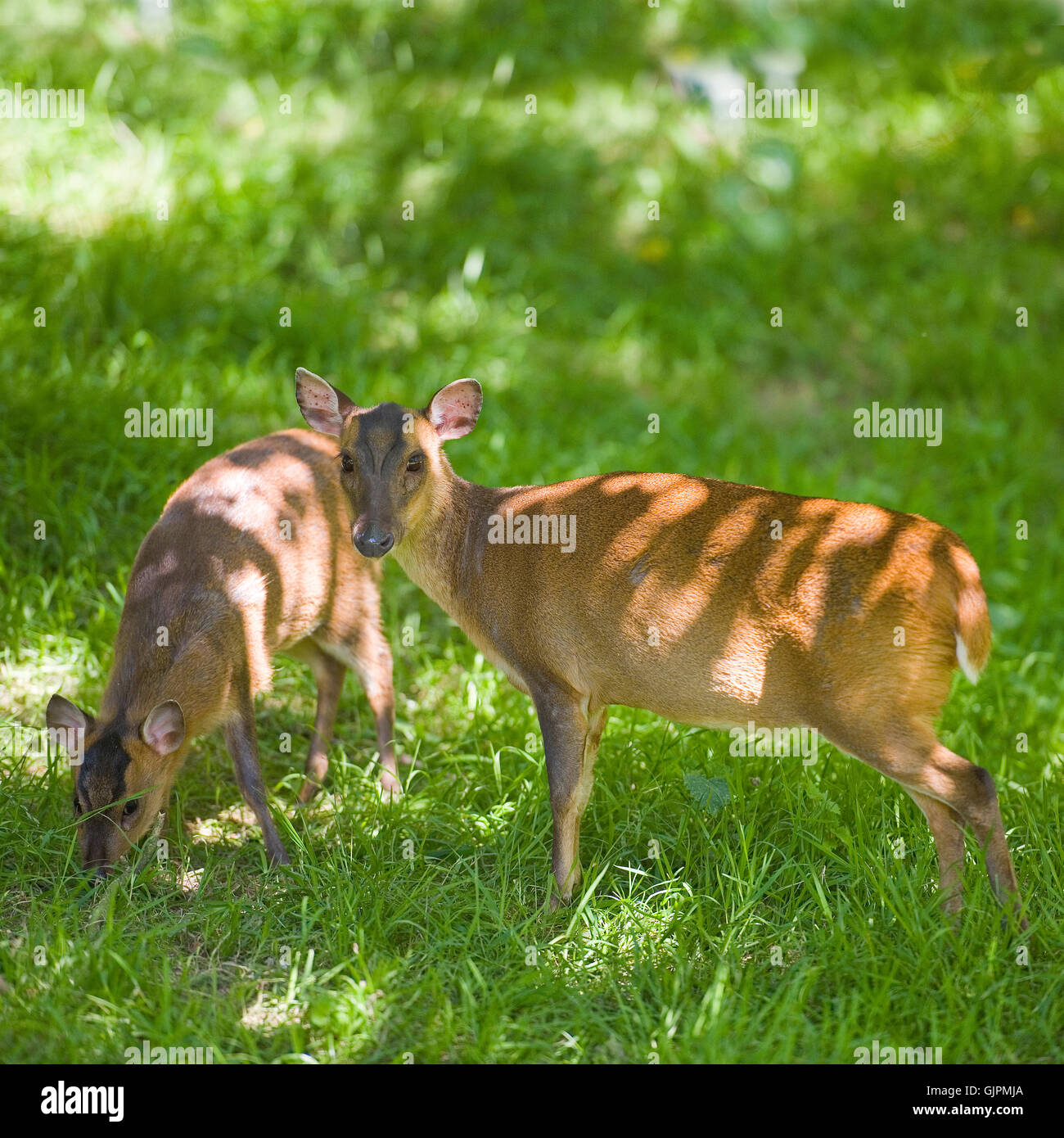 Small family of deer hi-res stock photography and images - Alamy