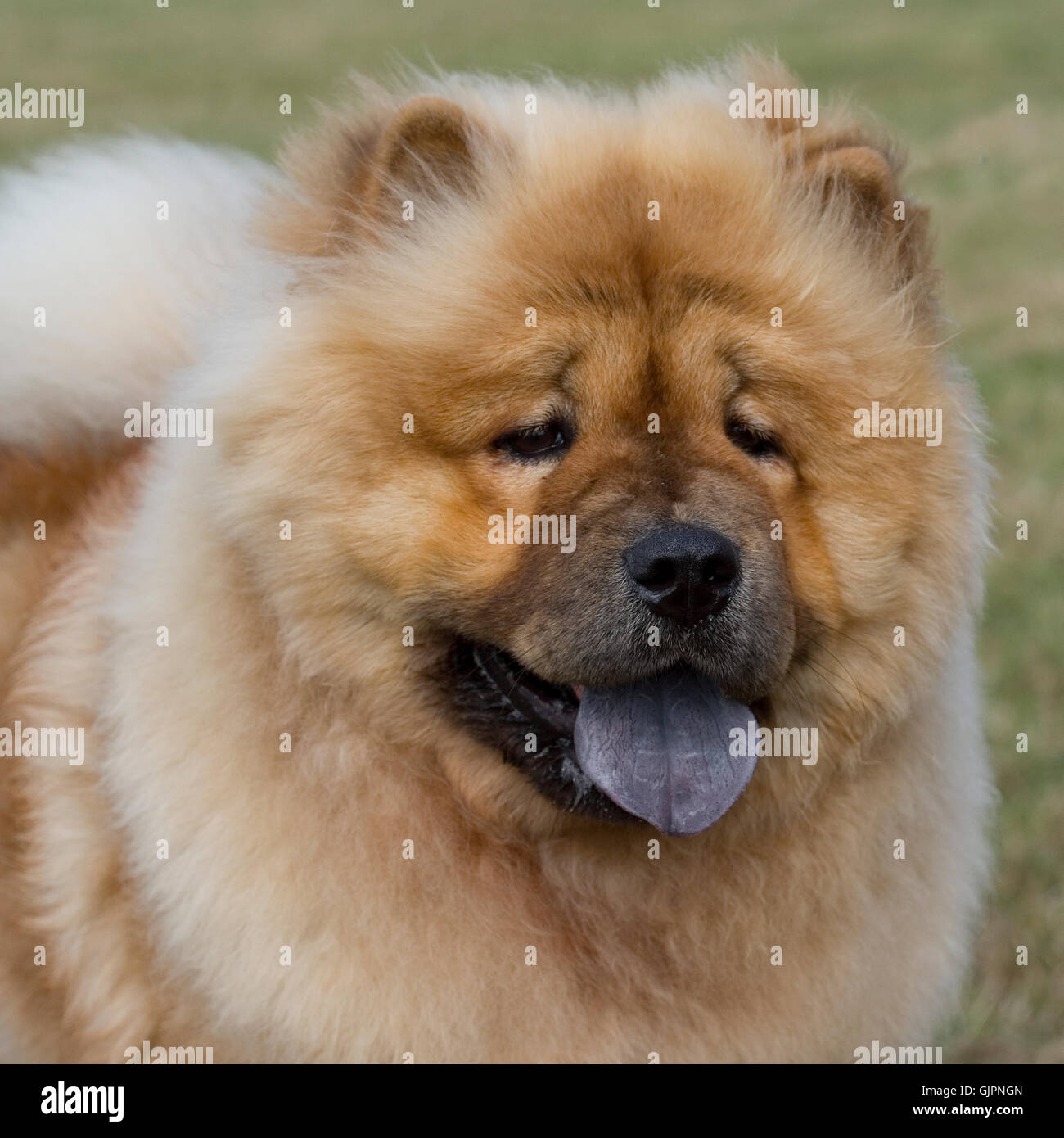 Chow Chow Tongue High Resolution Stock Photography and Images - Alamy