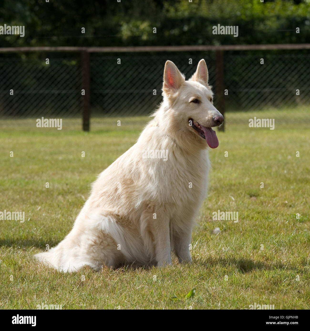 white shepherd dog Stock Photo - Alamy